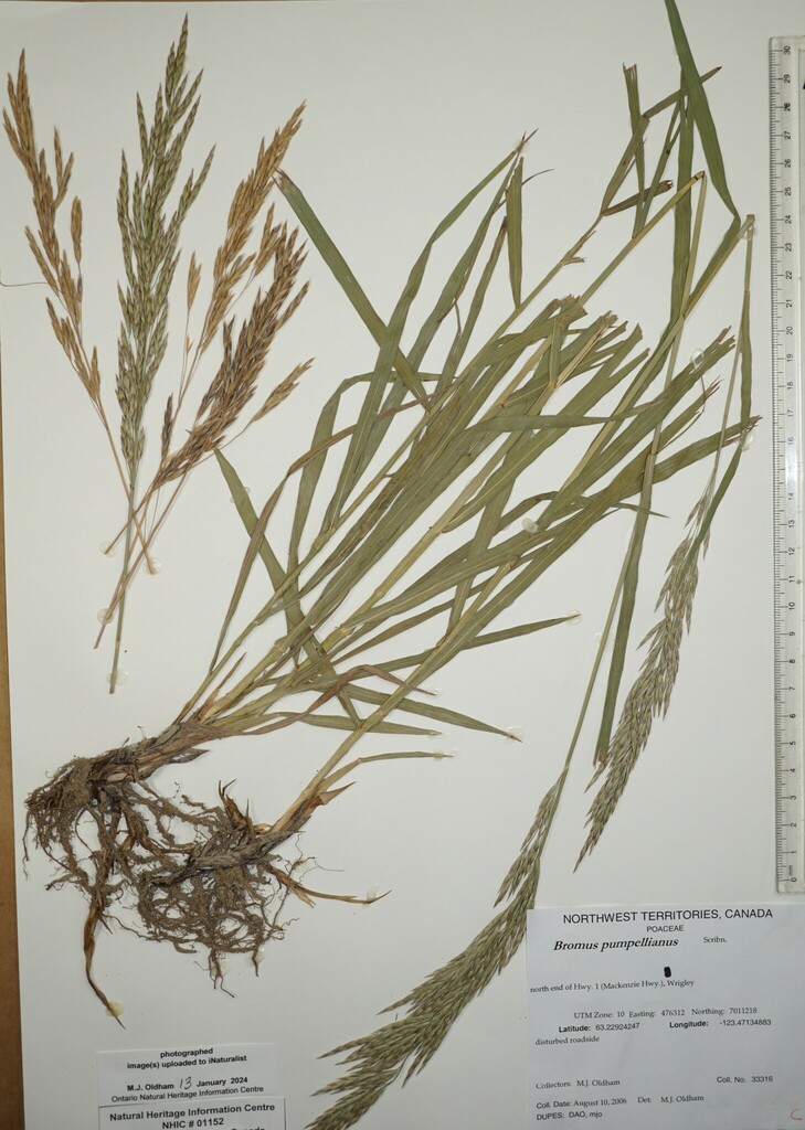Pumpelly's Bromegrass from Canada, Northwest Territories, north end of ...