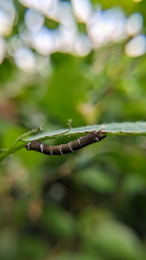 Black Looper from Killikottukonam on 23 January, 2024 at 05:07 PM by ...