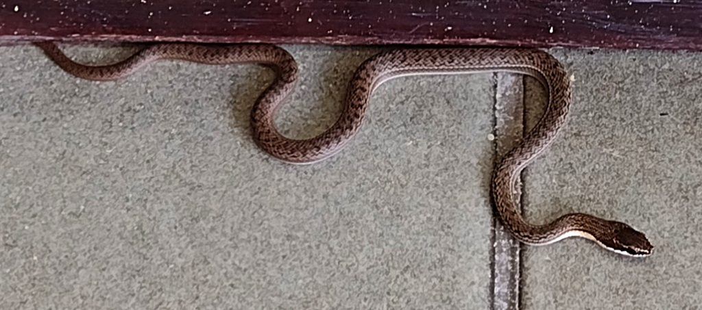 Paraguay Green Racer from Campina Grande, PB, Brasil on January 21 ...