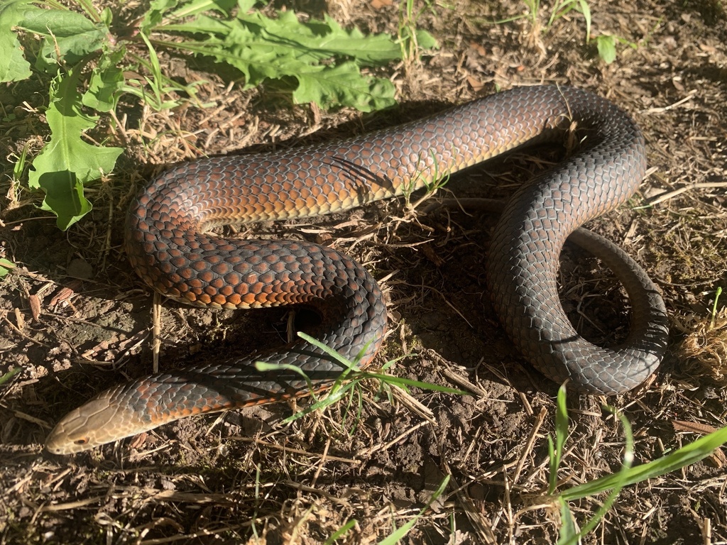 Lowlands Copperhead from Karingal Park Dr, Smythes Creek, VIC, AU on ...