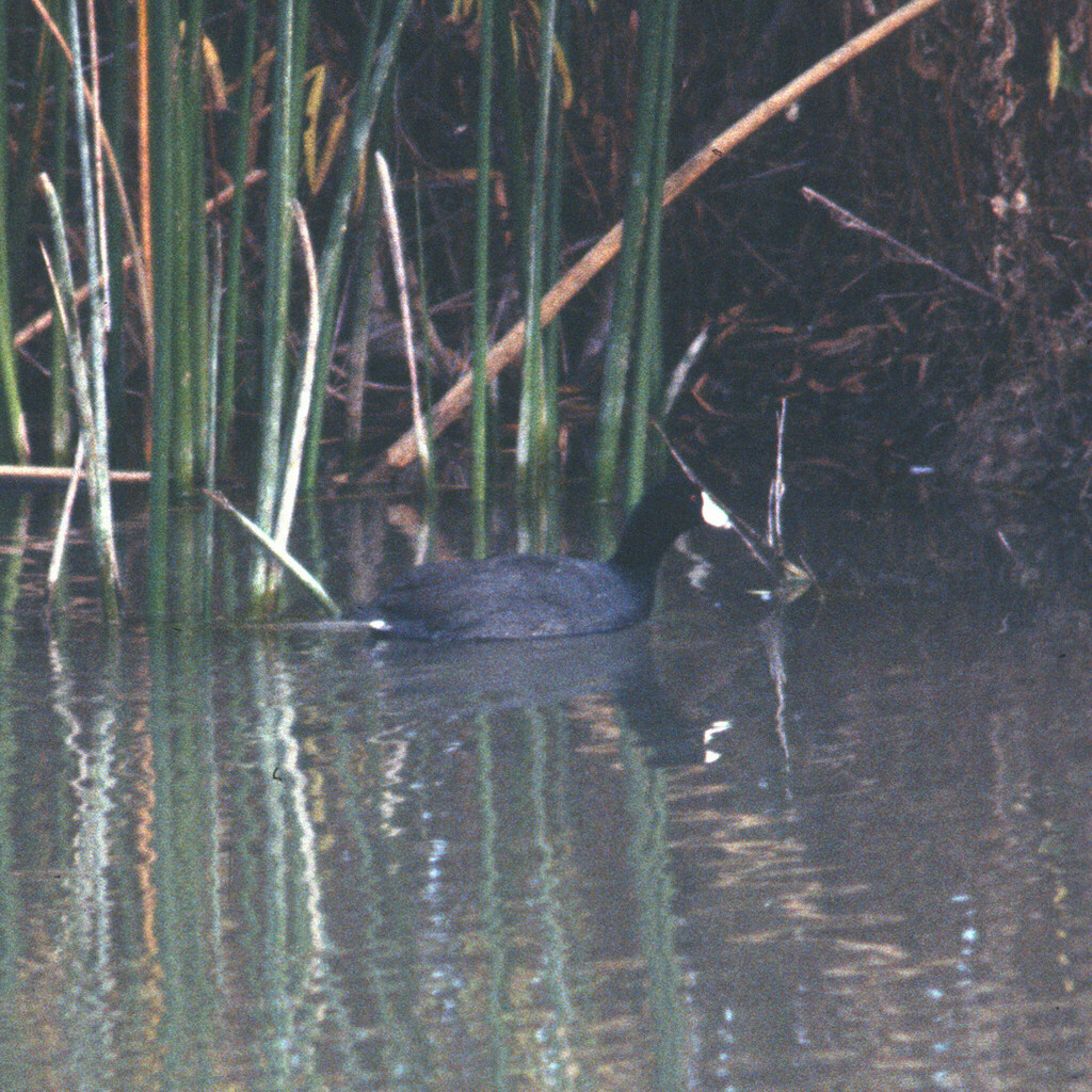 American Coot from Lake Nasworthy, San Angelo, Tom Green Co., TX on ...