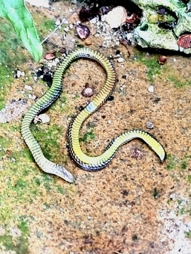 Collared Reed Snake (Calamaria pavimentata) - Snakes and Lizards