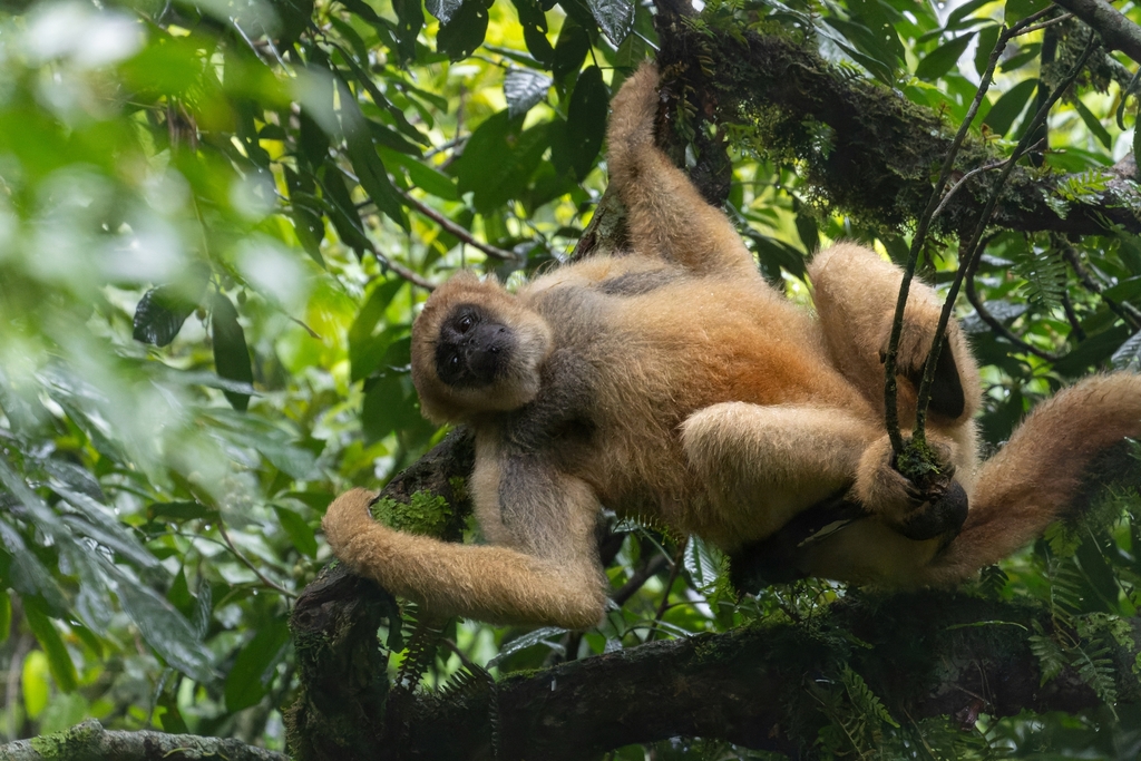 Southern Muriqui in January 2024 by Tomaz Nascimento de Melo. Durante ...