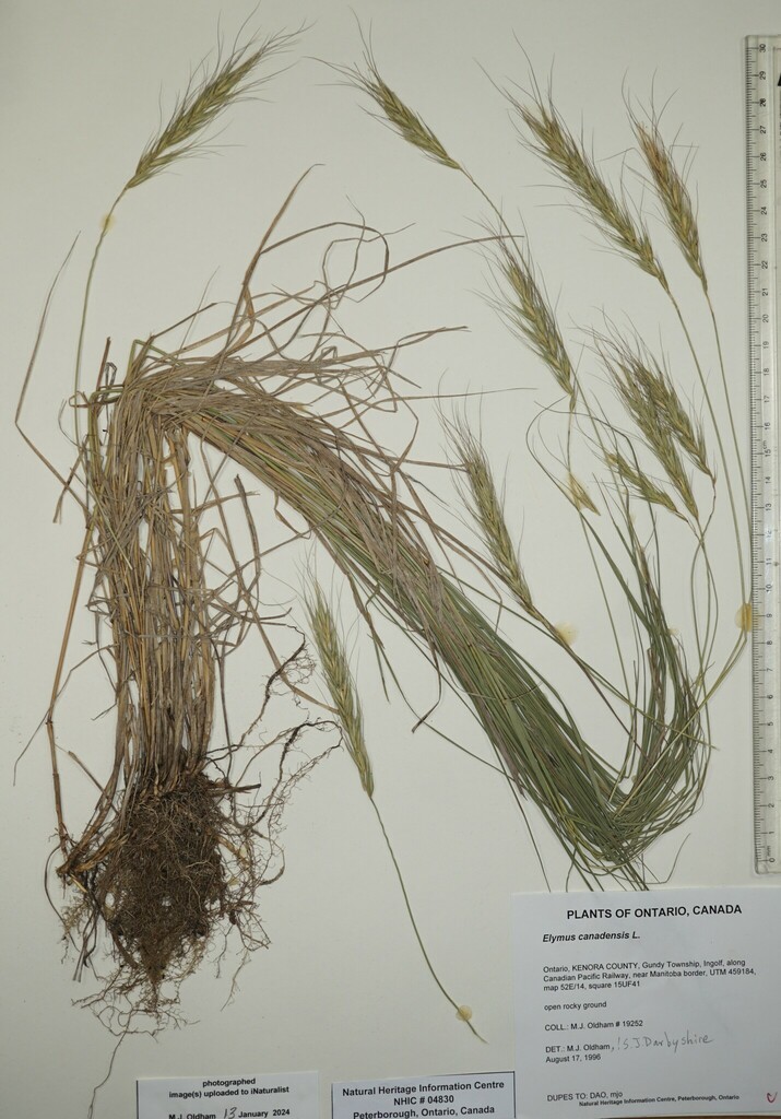 Canada wild rye from Canada, Ontario, KENORA County, Ingolf, along ...