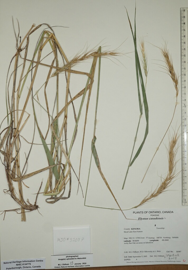 Canada wild rye from Canada, Ontario, KENORA County, Shoal Lake First ...