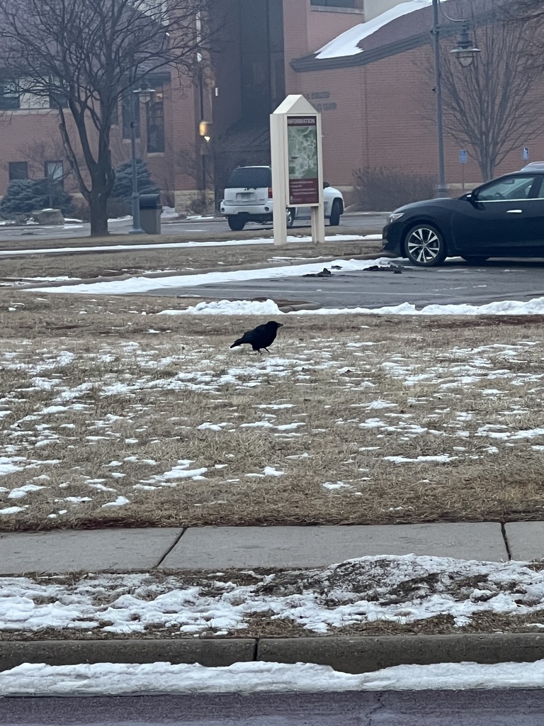 American Crow from Bethany Lutheran College, Mankato, MN, US on January ...