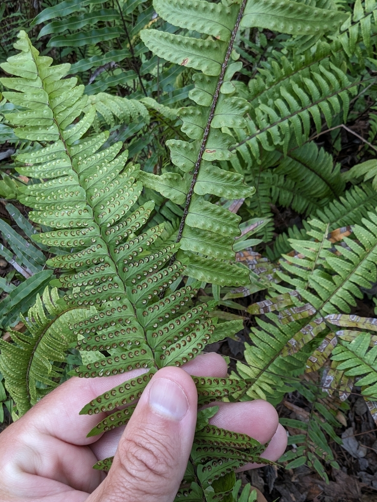 Fishbone Fern from Sebring, FL 33875, USA on January 23, 2024 at 09:23 ...