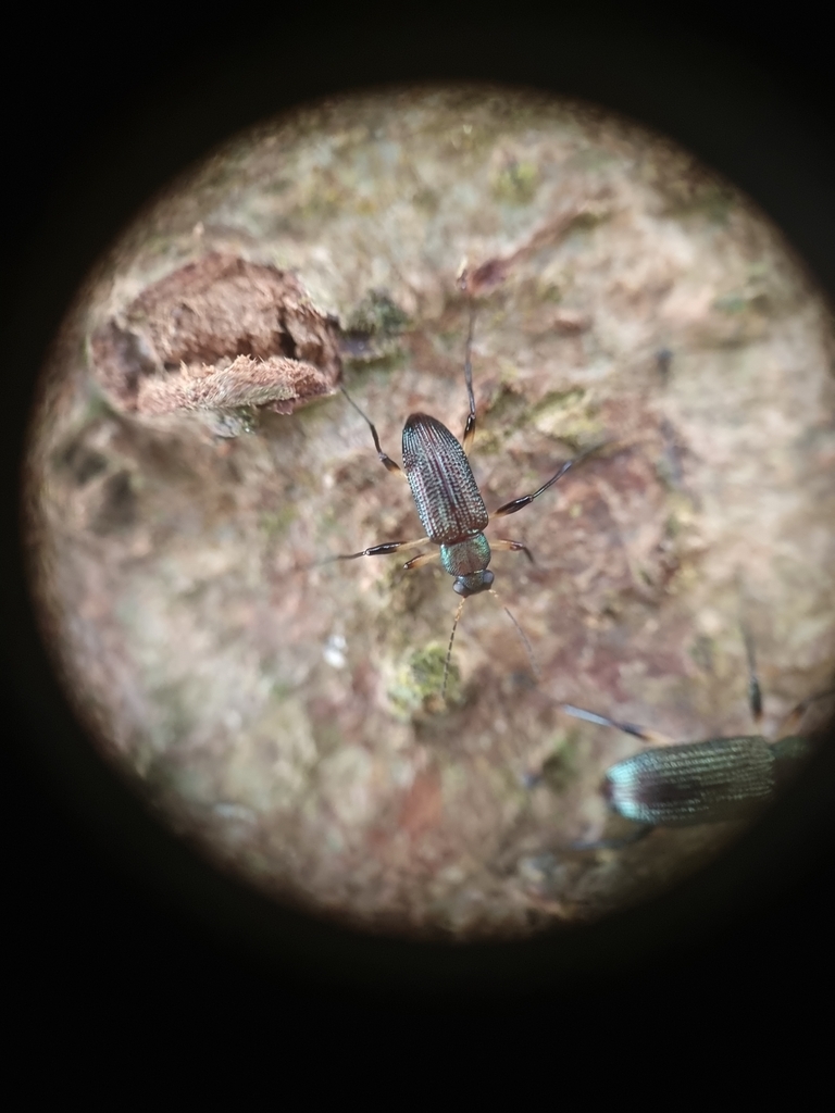 Strongylium from Bishan, Singapore on October 5, 2023 at 12:25 PM by ...