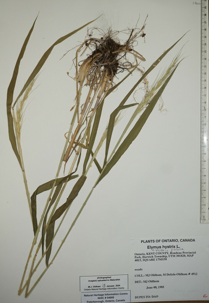 bottlebrush grass from Canada, Ontario, CHATHAM-KENT County, Rondeau ...