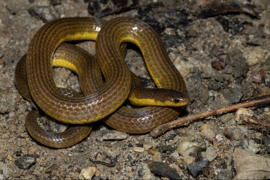Variable Reed Snake in January 2024 by muangpaisuetrong · iNaturalist
