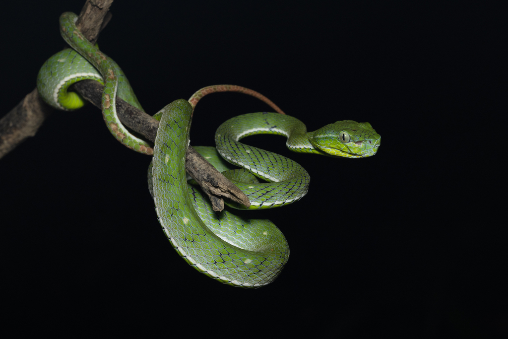 Hagen’s Pitviper in January 2024 by muangpaisuetrong · iNaturalist
