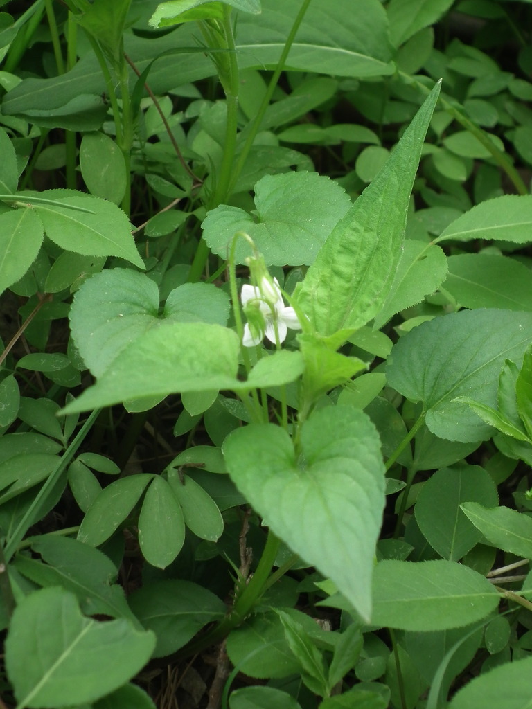 Long-stem violet from 中国山东省青岛市崂山区 on April 20, 2019 at 11:08 AM by ...