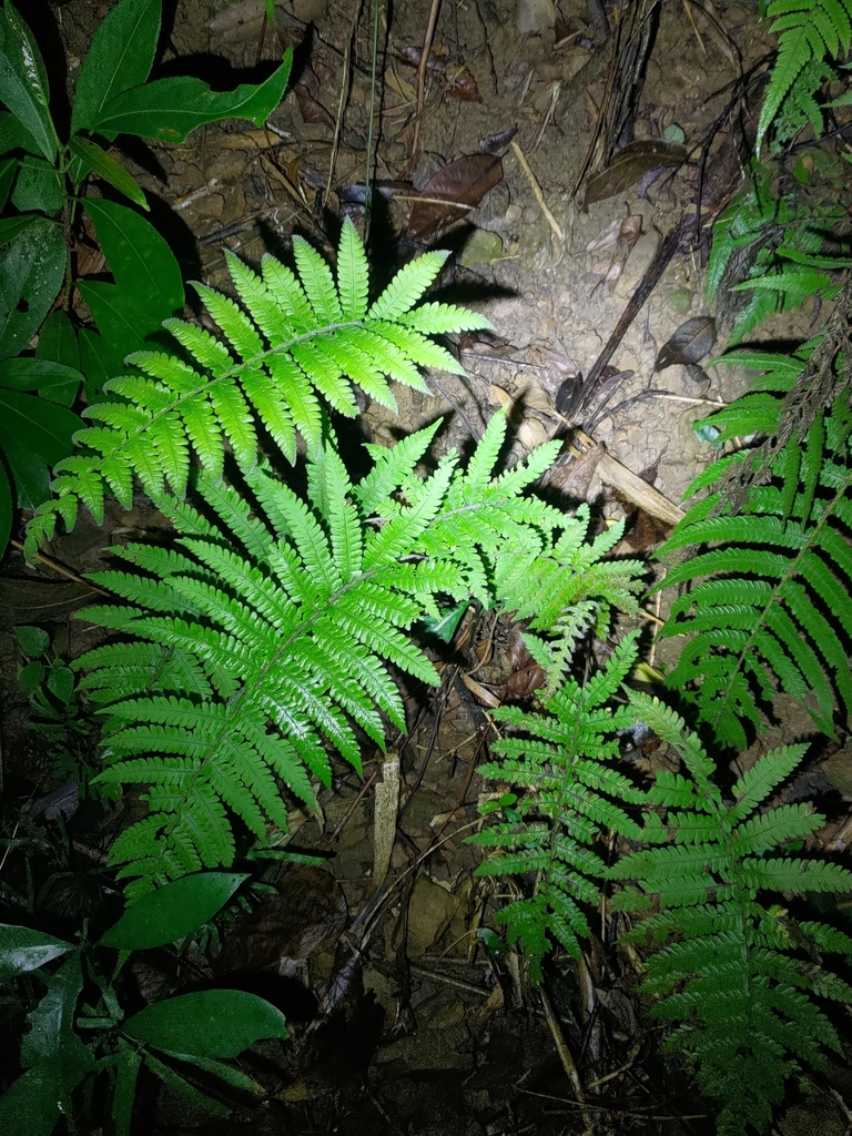 Parasitic Tri-vein Fern from 110台灣台北市信義區三犁里 on January 23, 2024 at 08: ...