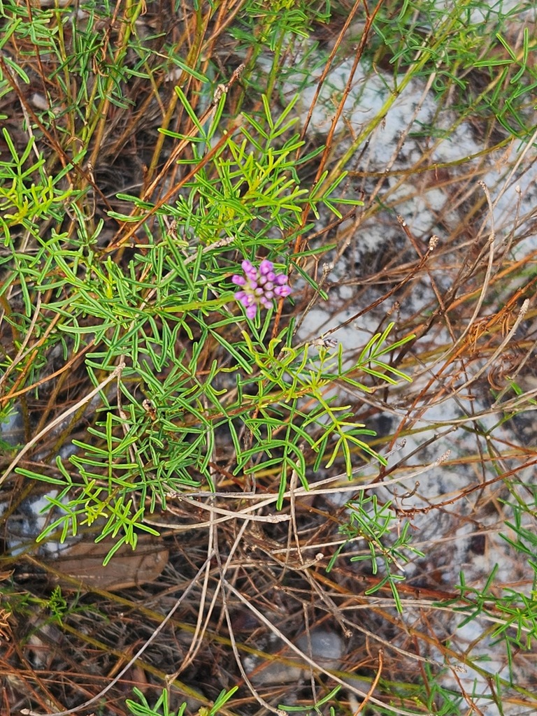Feay's Prairie Clover from Martin County, FL, USA on January 20, 2024 ...