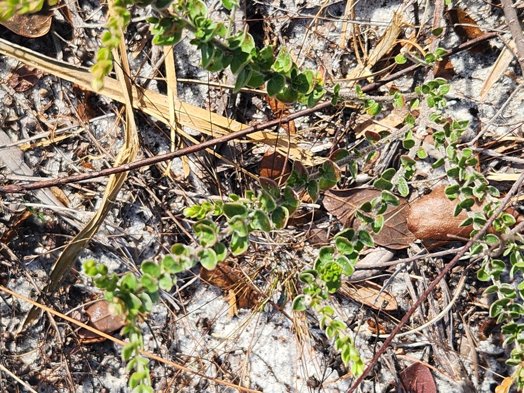Nodding Pinweed from Martin County, FL, USA on January 20, 2024 at 12: ...