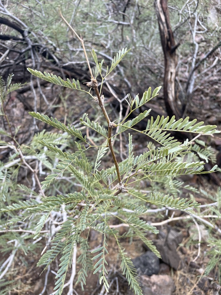 mesquites from Turtle Mountains Wilderness, Essex, CA, US on January 22 ...