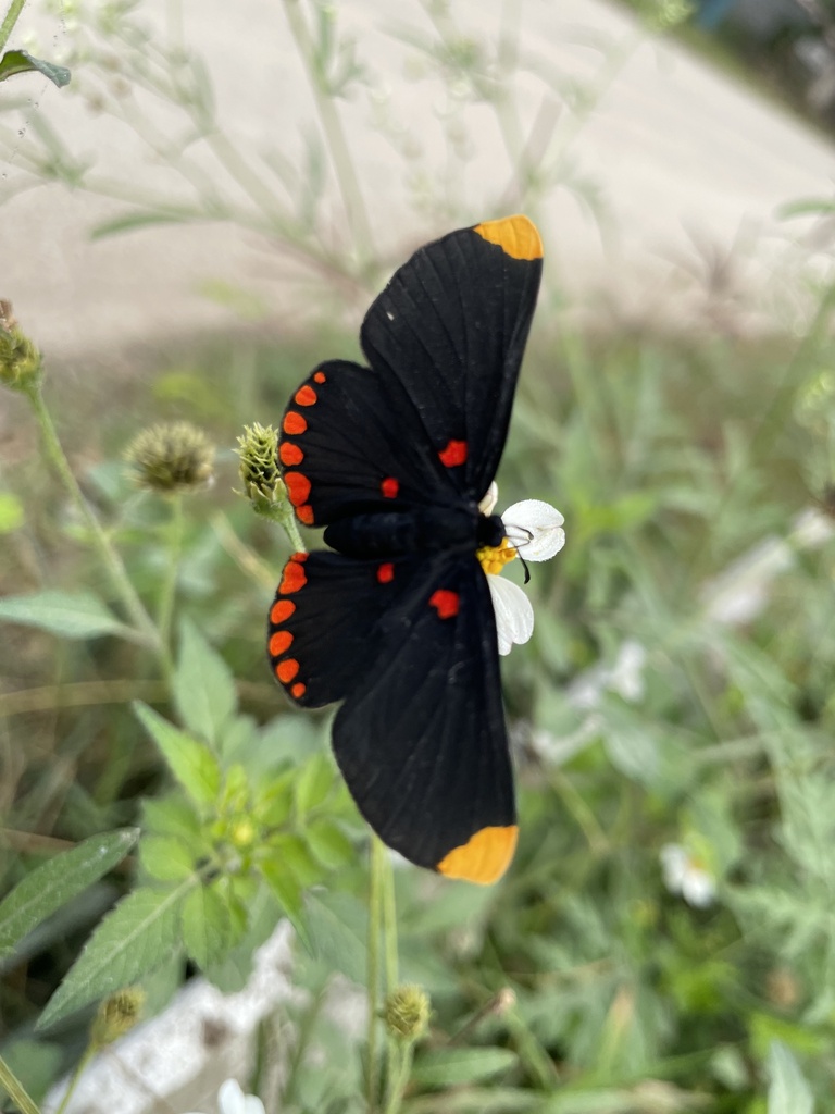 Red-bordered Pixie from Calle Juárez, Las Palmas, S.L.P., MX on January ...