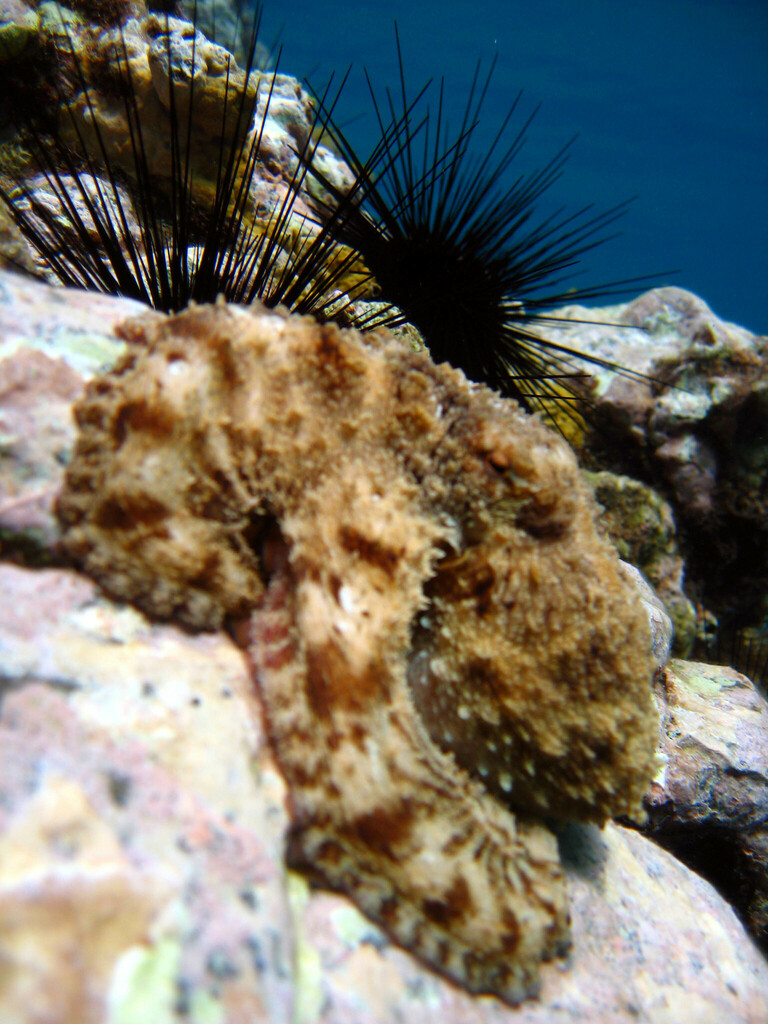 Brazilian Reef Octopus from Saint John, DM on December 28, 2005 at 01: ...