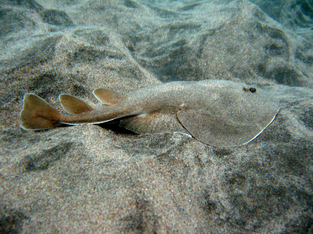 Small Electric Ray from Saint Luke, DM on December 30, 2005 at 04:22 PM ...