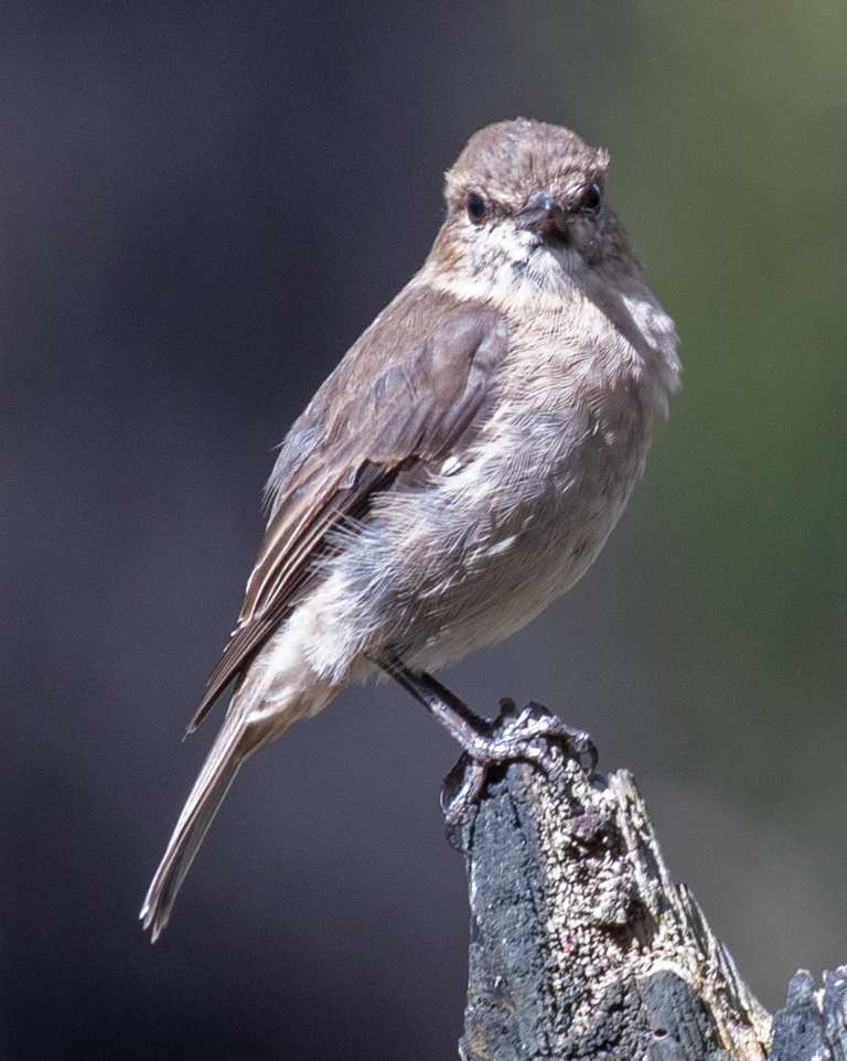 Dusky Robin from Mount Field TAS 7140, Australia on March 6, 2020 at 03 ...