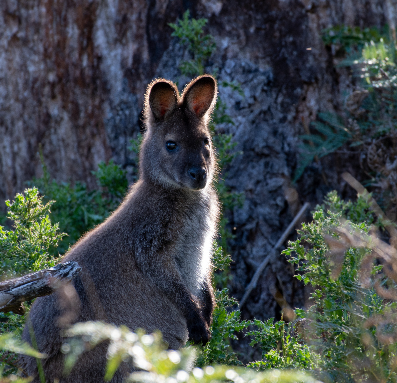 Bennett's Wallaby from Exeter TAS 7275, Australia on March 14, 2020 at ...