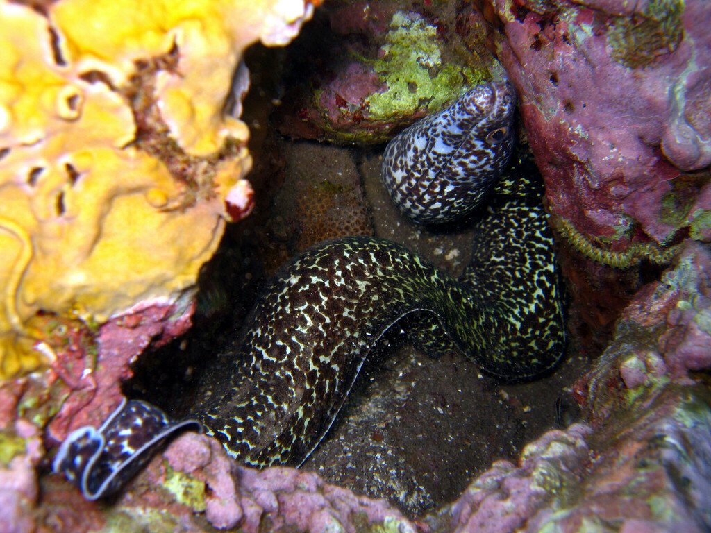 Spotted Moray from Saint Luke, DM on December 30, 2005 at 04:28 PM by ...