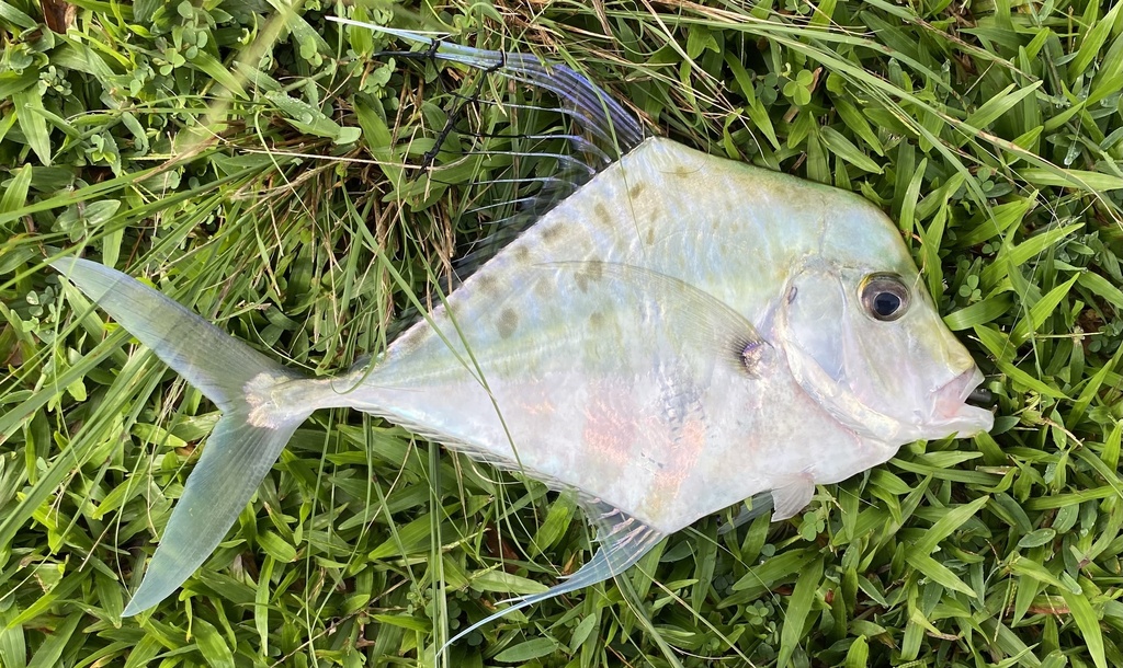 Diamond Trevally from Johor Strait, SG on November 4, 2021 at 08:35 AM ...