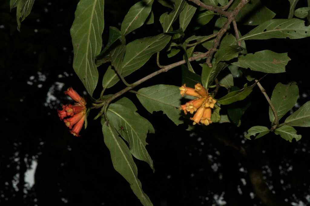 Wild Pomegranate from Grootvadersbos Nature Reserve, Eden, Western Cape ...