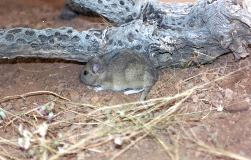 Rorí (Neotoma albigula subsp. albigula)