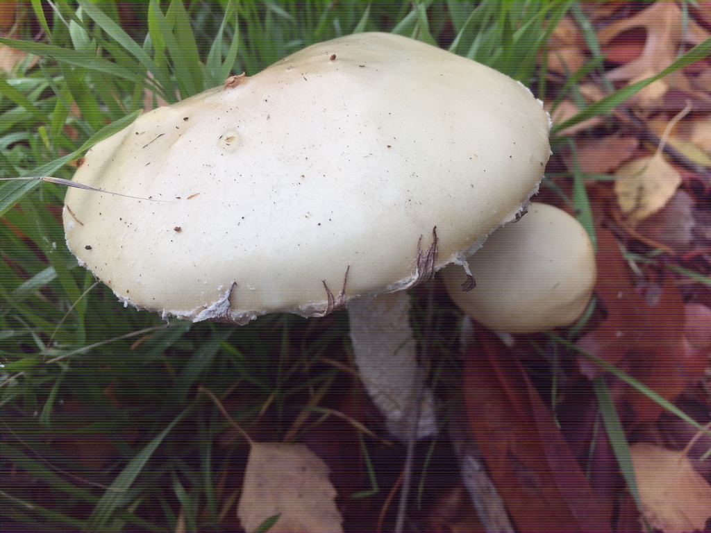 Questionable Stropharia from South End, Tacoma, WA, USA on November 30 ...