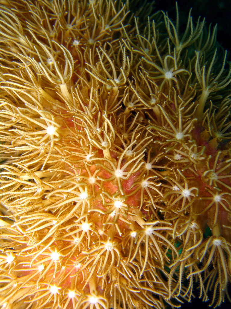 Corky Sea Finger from Stann Creek, BZ on November 29, 2005 at 05:43 PM ...