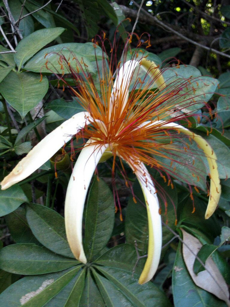provision tree from Dangriga, Belize on December 4, 2005 at 04:11 PM by ...