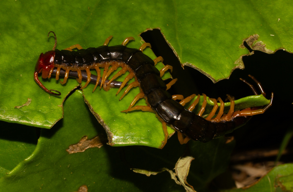 Chinese Red-headed Centipede from Yakushima National Park, Yakushima ...