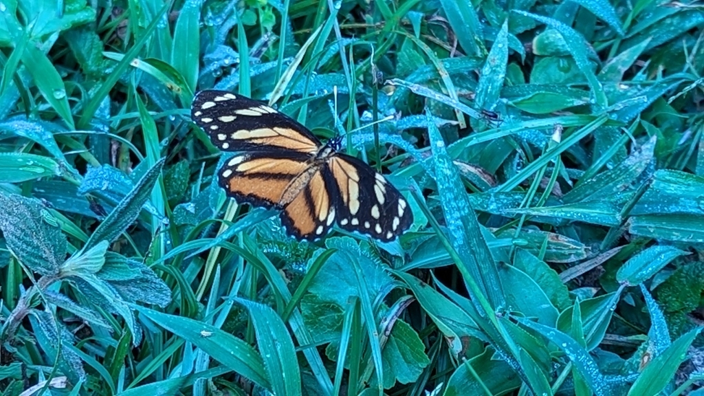 Longwing Crescent from San Juan Chamelco, GT-AV, GT on January 23, 2024 ...