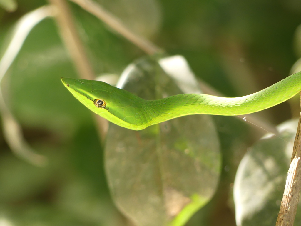 Green Vine Snake from Tulum Municipality, Quintana Roo, Mexico on ...