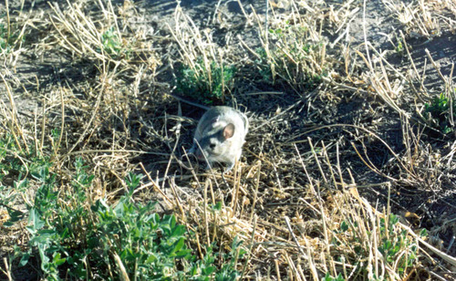 Western Deer Mouse (Peromyscus sonoriensis) · iNaturalist
