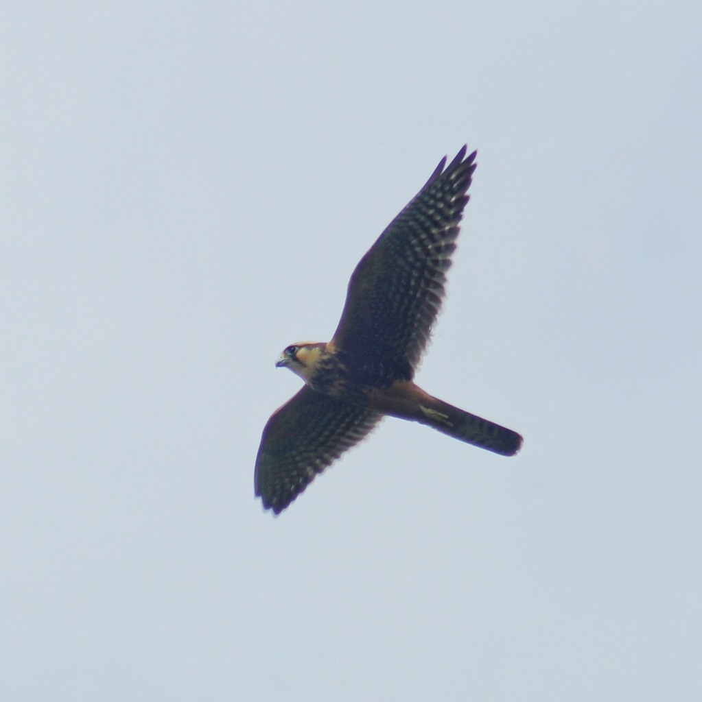 Aplomado Falcon from Viamão - Banhado dos Pachecos on January 23, 2024 ...