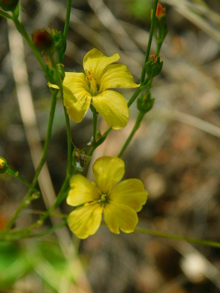 Half-mast Flax from Platkloof Trail Greyton, 7233, South Africa on ...