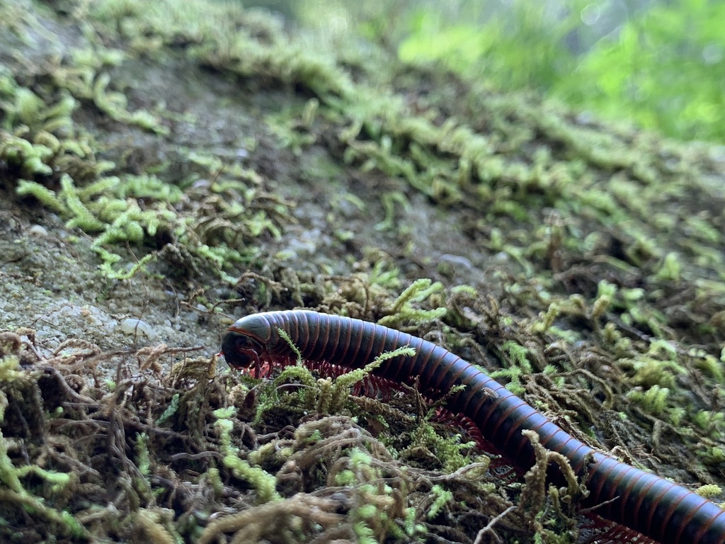 American Giant Millipede Complex from Hocking Hills State Park, Logan ...