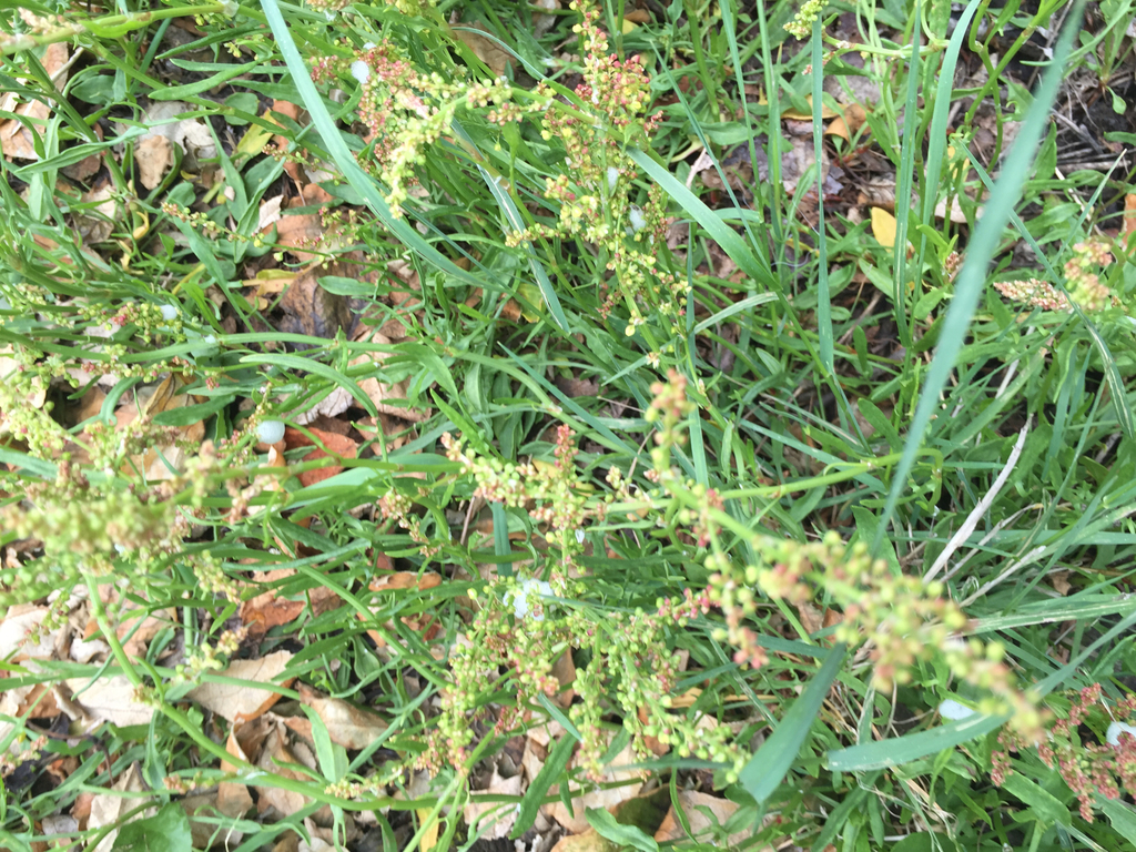 Sheep's sorrel from 97060, Troutdale, OR, US on April 23, 2016 at 10:23 ...