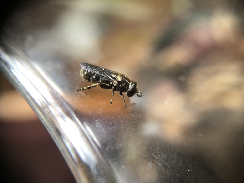 Lesser Bulb Fly in January 2024 by Caleb Scholtens. From amaryllis bulb ...