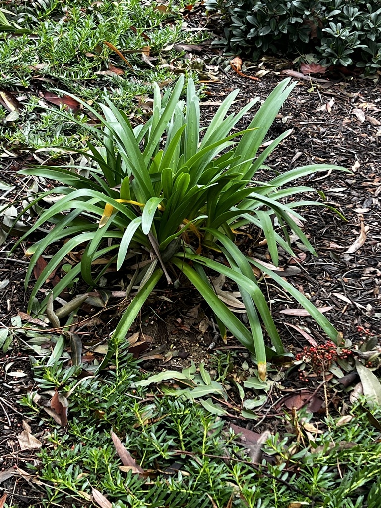 blue lily from University of California, Riverside, CA, US on January ...