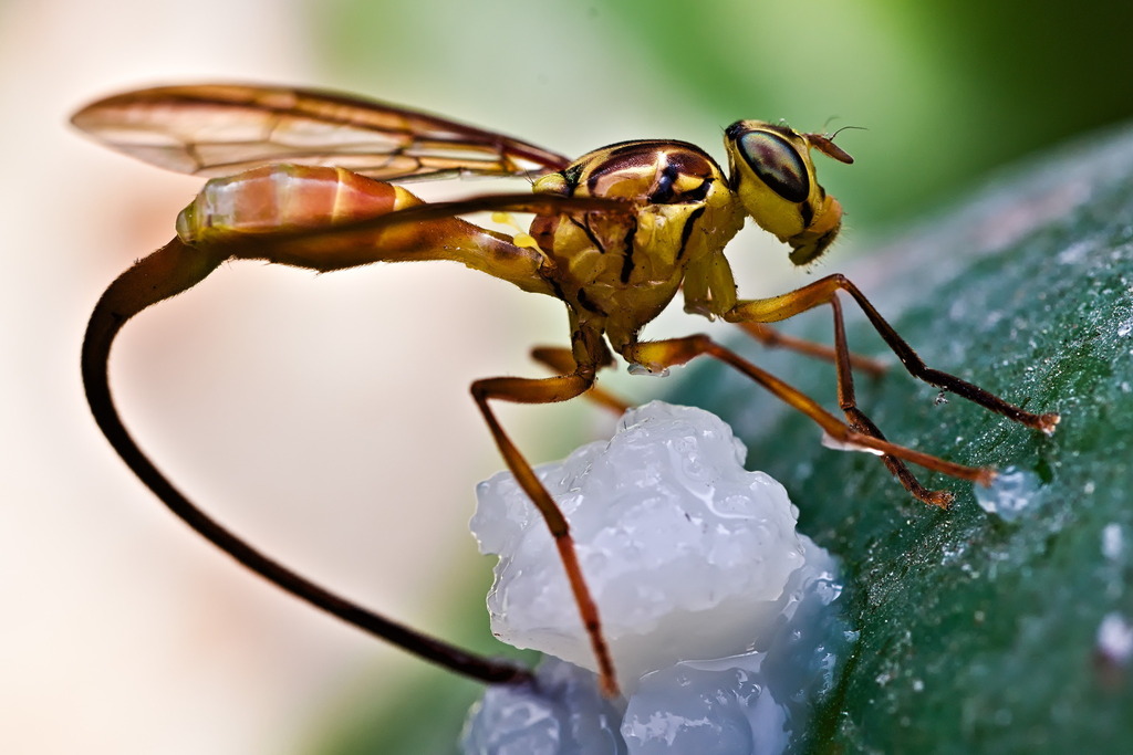 Papaya Fruit Fly from Cuernavaca, Morelos, Mexico on January 13, 2021 ...