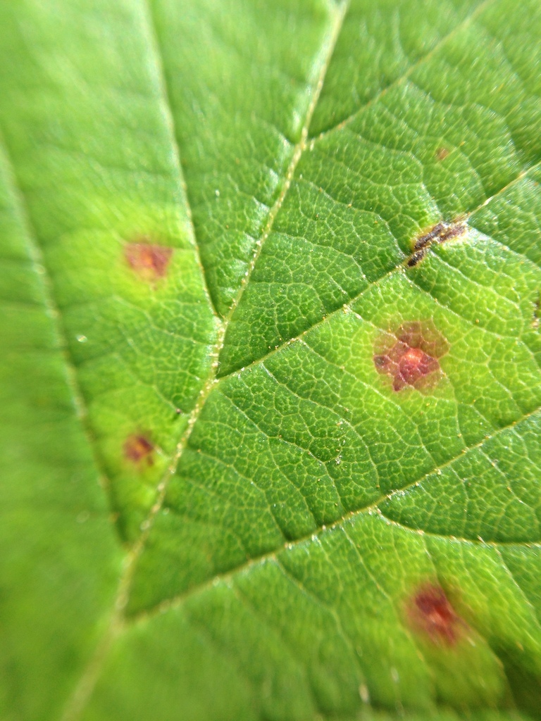 Life from Rotokawa 3378, New Zealand on January 1, 2024 at 11:42 AM by ...
