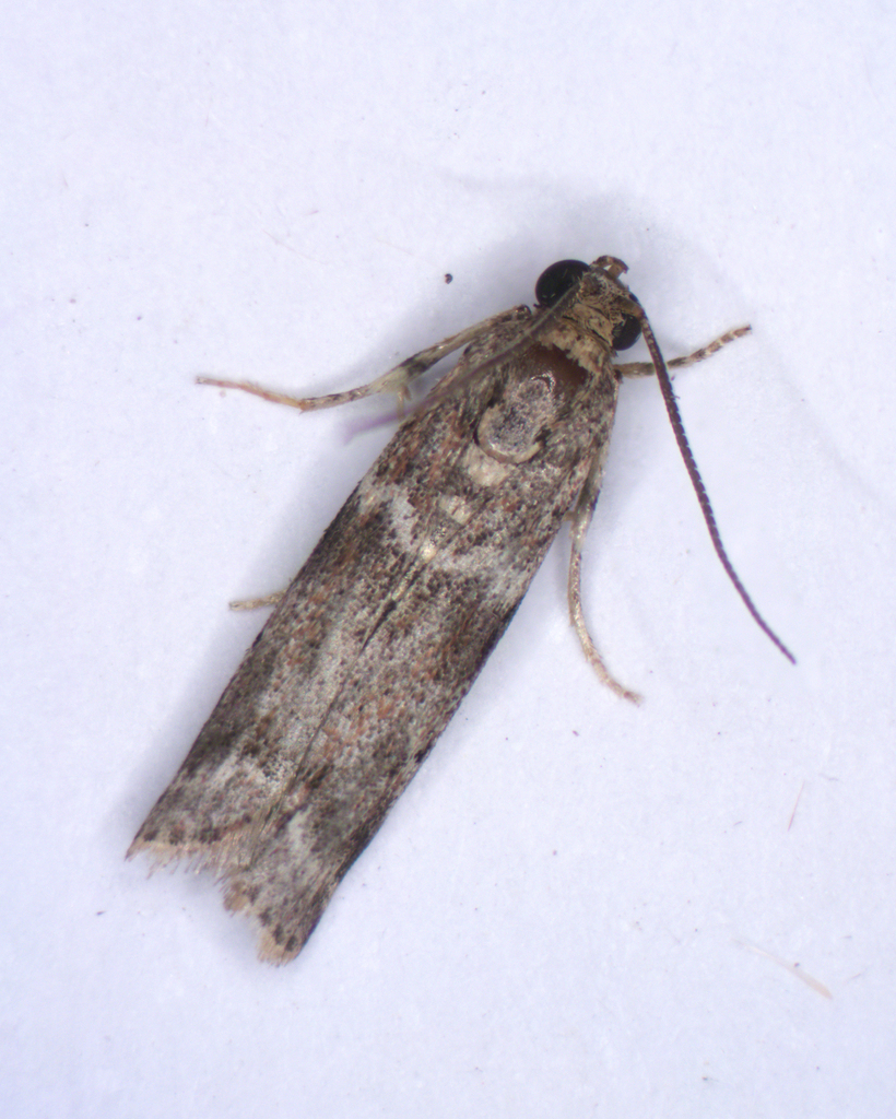 Knot-horn Moths from Gordon VIC 3345, Australia on January 24, 2024 at ...