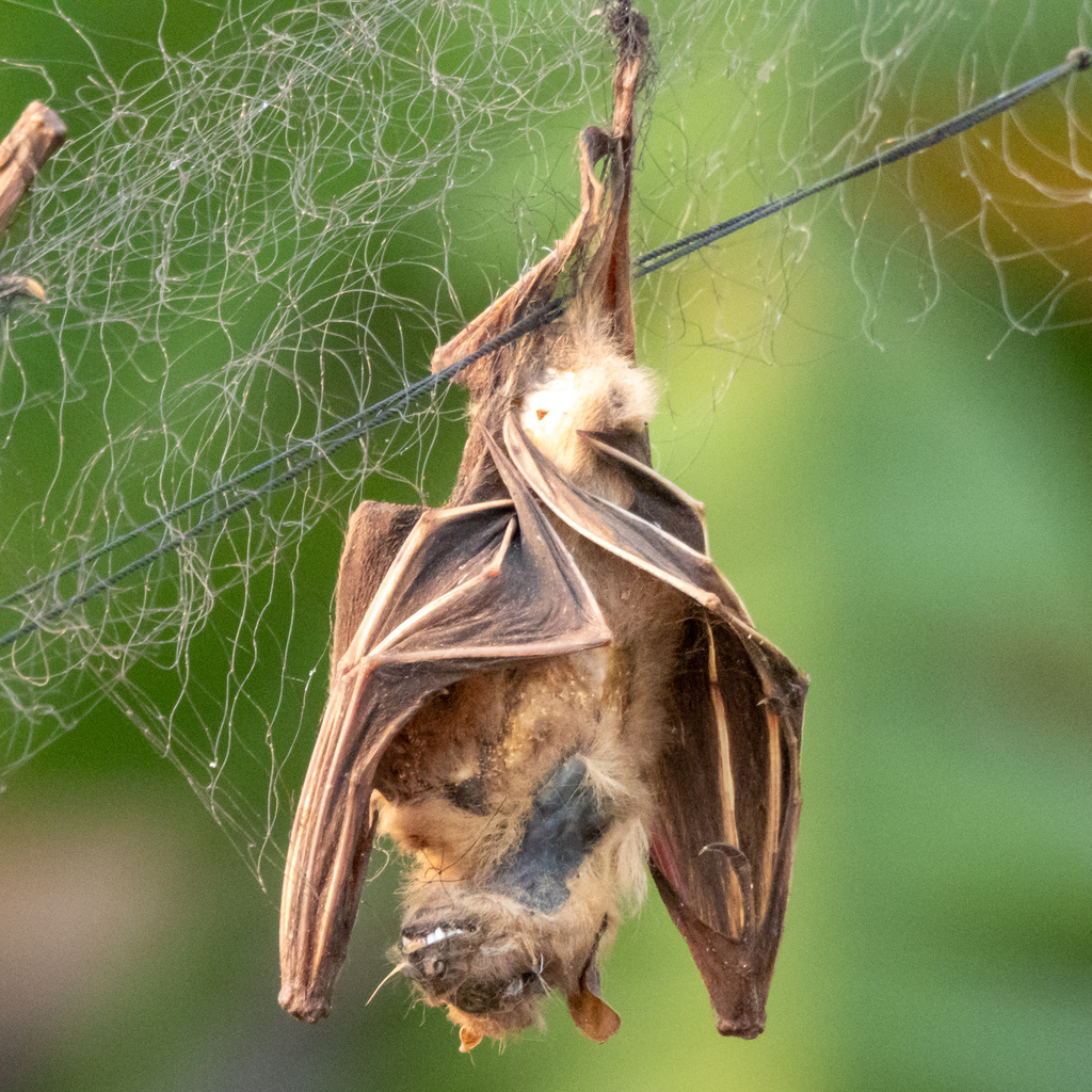Bats from An Khánh, Quận 2, Thành phố Hồ Chí Minh, Vietnam on December ...