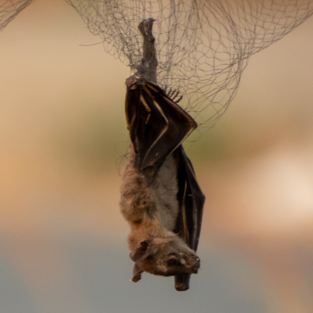 Short-nosed Fruit Bats from An Khánh, Quận 2, Thành phố Hồ Chí Minh ...