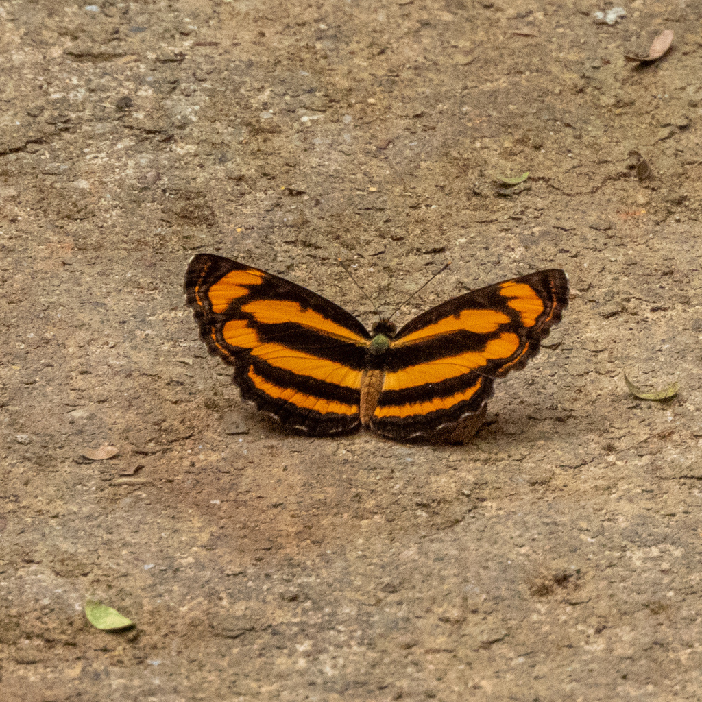 Common Lascar from Tân Phú District, Dong Nai, Vietnam on December 27 ...