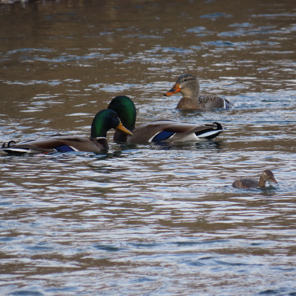 Little Grebe from Geochang-eup, Geochang-gun, Gyeongsangnam-do, South ...