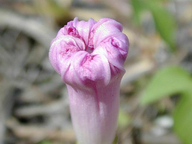 morning-glories from Big Pine Key, FL 33043, USA on December 22, 1999 ...